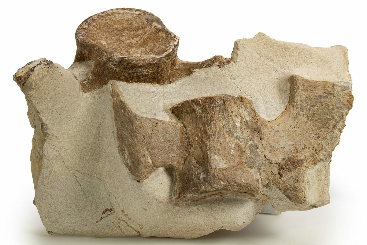 8.8" Fossil Plesiosaur (Thililua?) Vertebrae in Rock - Asfla, Morocco ...
