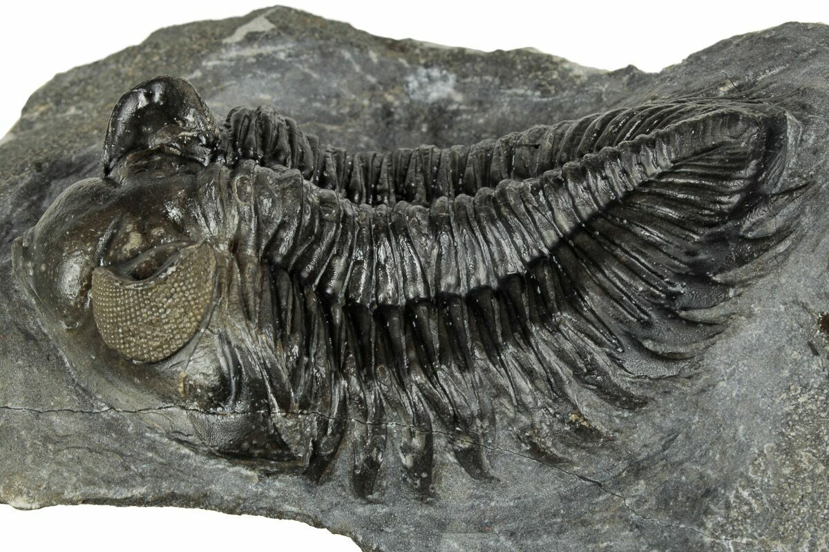2.7" Detailed Coltraneia Trilobite Fossil - Huge Faceted Eyes (#328573 ...