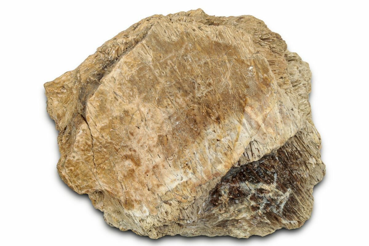 2" Fossil Tyrannosaur (T. rex) Bone Section - Wyoming (#328699) For ...