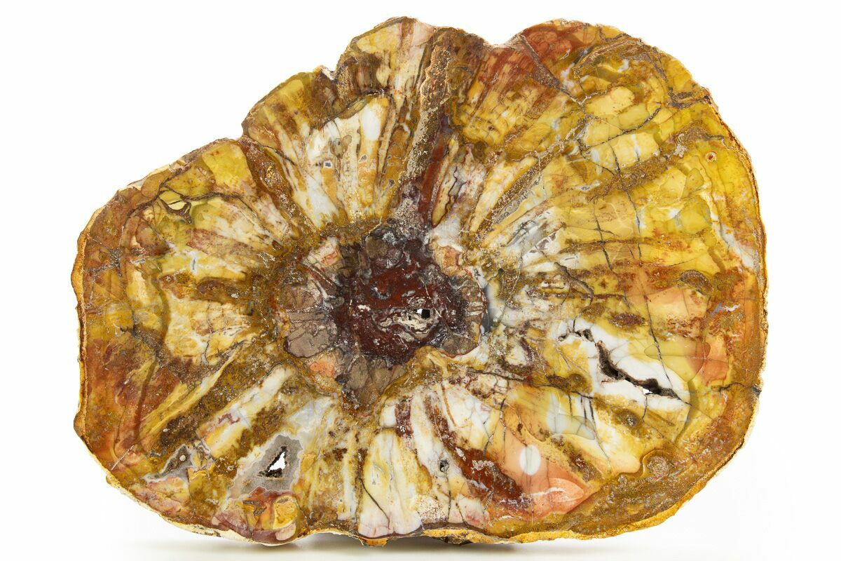 7.4" Colorful Petrified Wood Slab - Weird Grain Patterns (#327312) For ...