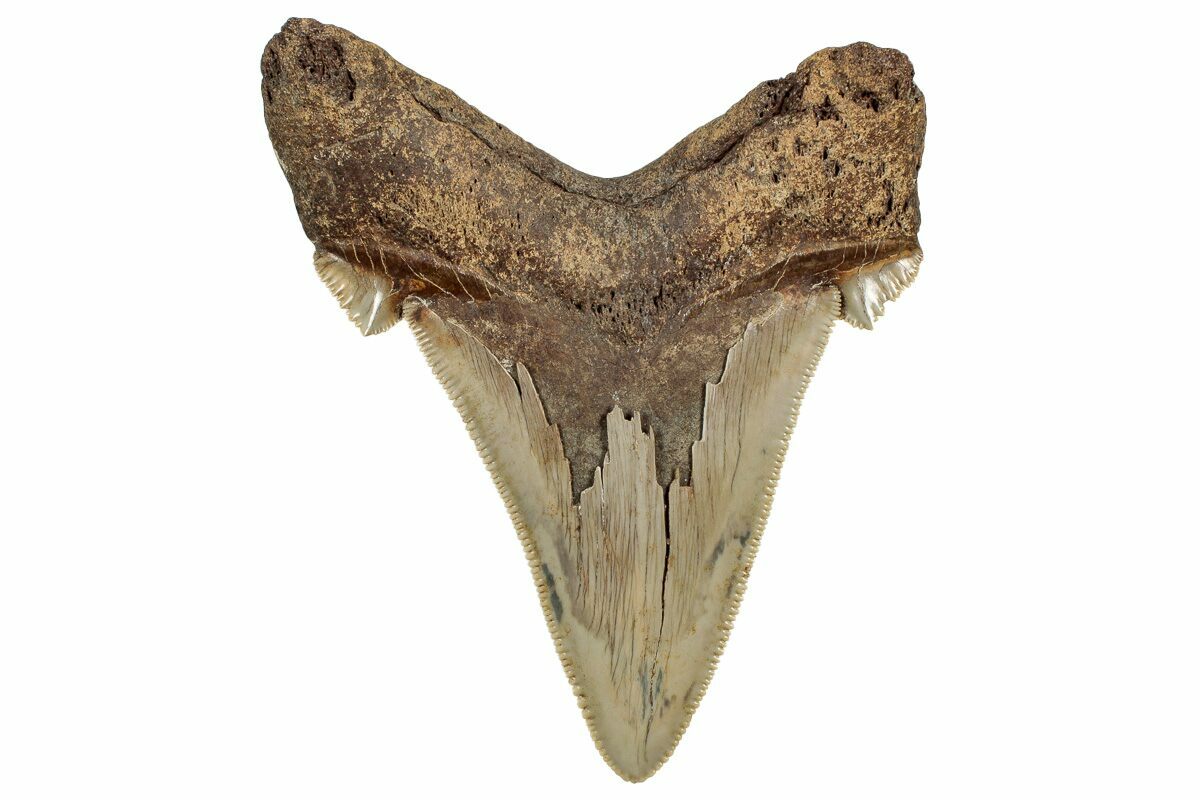 4.43" Huge Serrated Angustidens Tooth - Megalodon Ancestor (#328968 ...