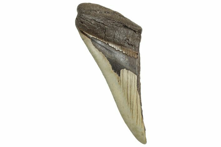 4.00" Partial Fossil Megalodon Tooth - South Carolina (#328998) For ...