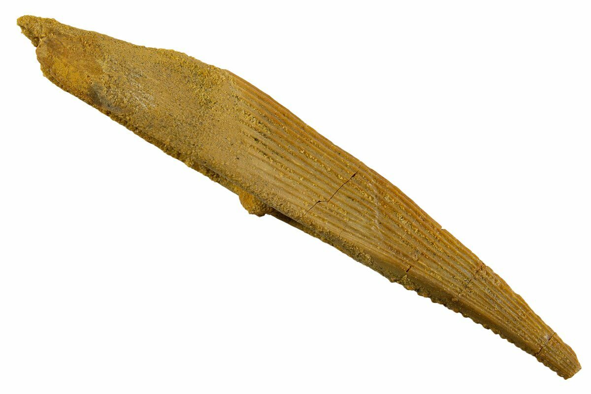6" Fossil Shark (Hybodus) Dorsal Spine - Kem Kem Beds, Morocco (#329267 ...