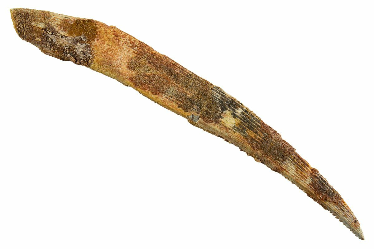 6.7" Fossil Shark (Hybodus) Dorsal Spine - Kem Kem Beds, Morocco ...