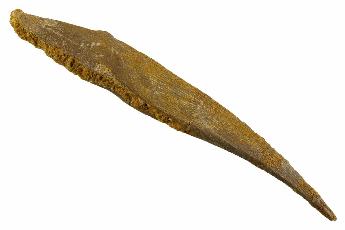 7.2" Fossil Shark (Hybodus) Dorsal Spine - Kem Kem Beds, Morocco ...