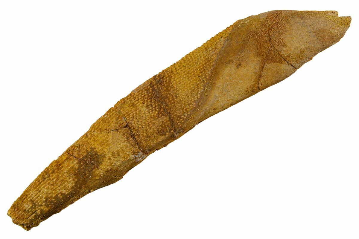 7" Fossil Shark (Asteracanthus) Dorsal Spine - Kem Kem Beds (#329276 ...