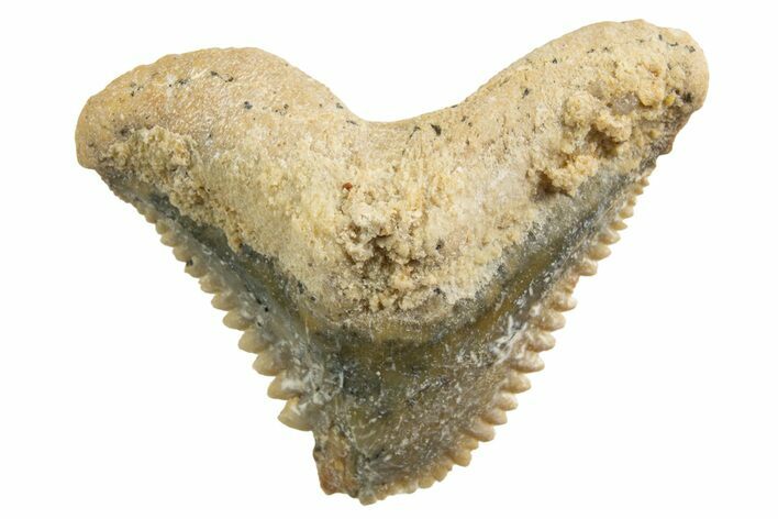 .99" Tiger Shark (Galeocerdo Eaglesomi) Tooth - Dakhla, Morocco ...