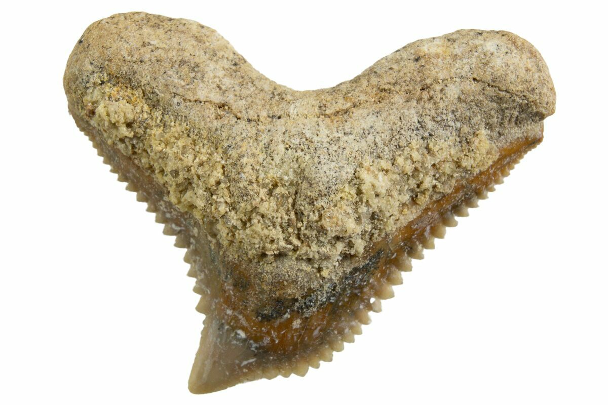 1.18" Tiger Shark (Galeocerdo Eaglesomi) Tooth - Dakhla, Morocco ...