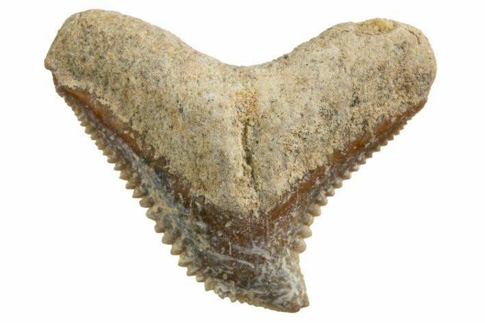 1.06" Tiger Shark (Galeocerdo Eaglesomi) Tooth - Dakhla, Morocco ...