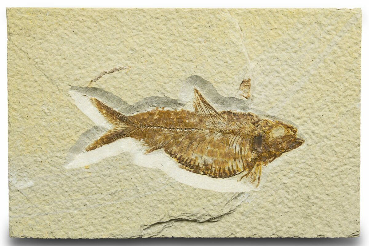 3.7" Detailed Fossil Fish (Knightia alta) - Wyoming (#329716) For Sale ...