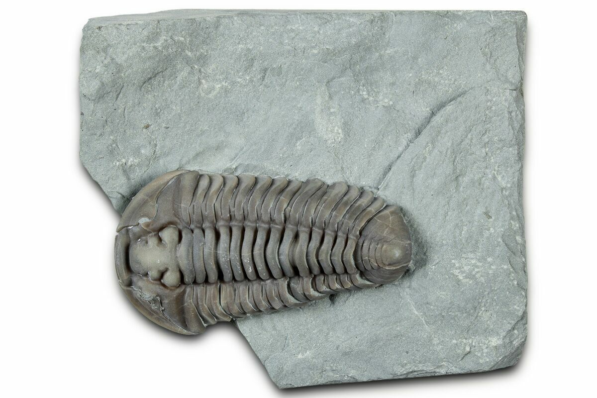 1.50" Prone Flexicalymene Trilobite - Mt. Orab, Ohio (#329785) For Sale - FossilEra.com