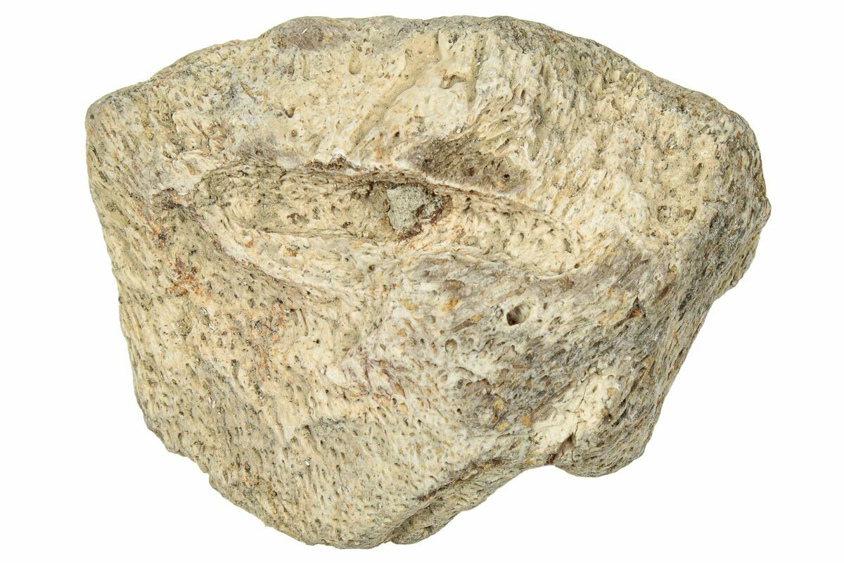 1.6" Dinosaur (Triceratops) Frill Shield Section - Montana (#330137 ...