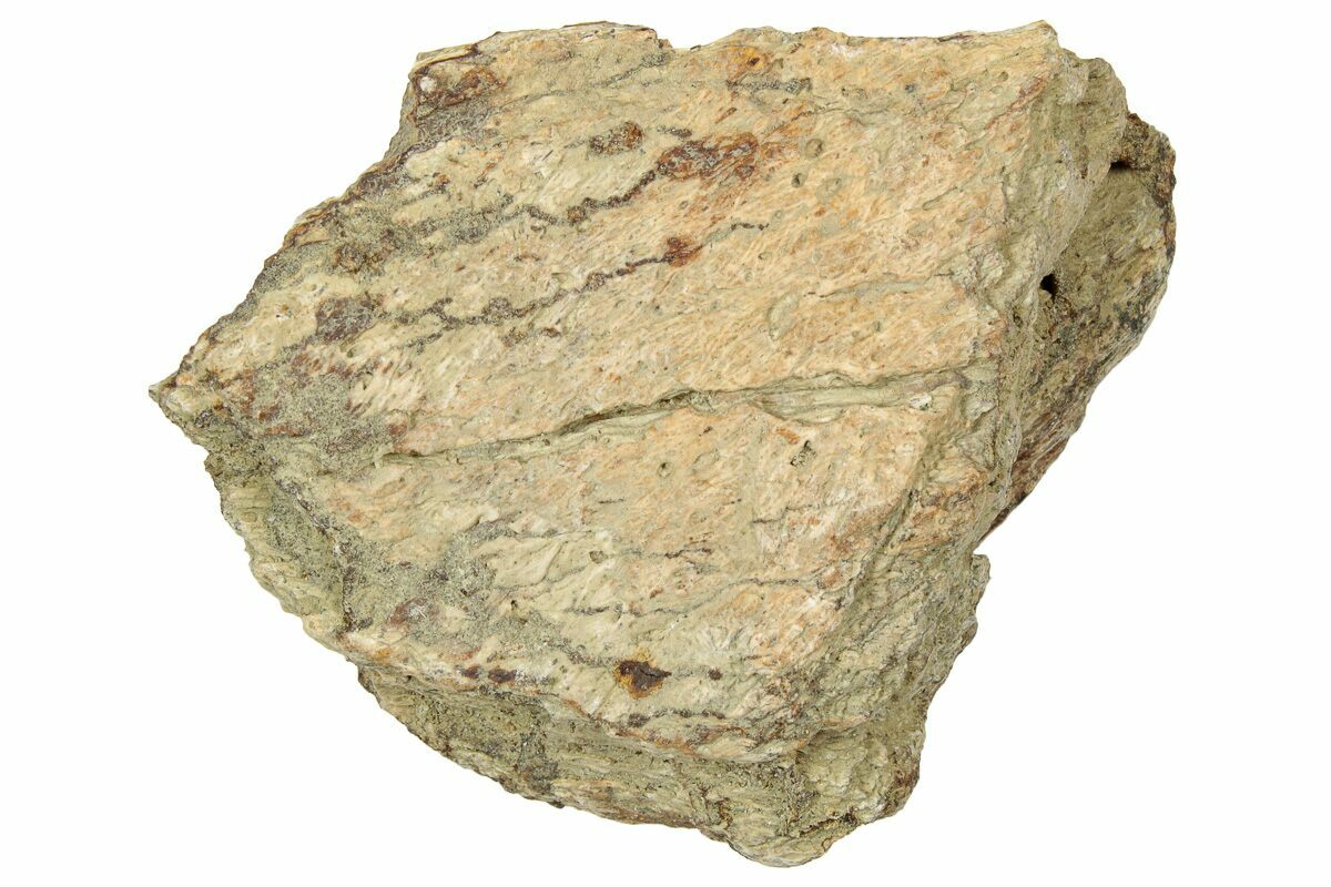 2.1" Dinosaur (Triceratops) Frill Shield Section - Montana (#330169 ...