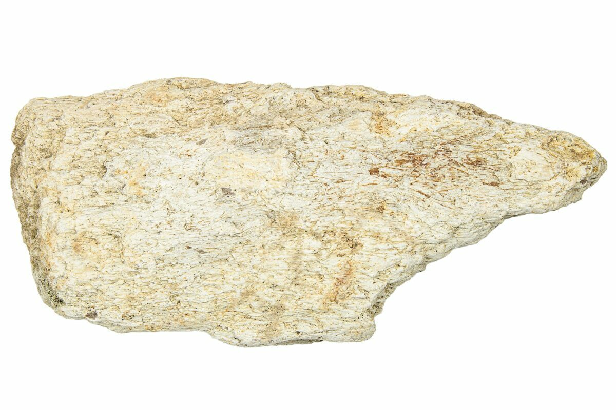 3" Dinosaur (Triceratops) Frill Shield Section - Montana (#330183) For ...