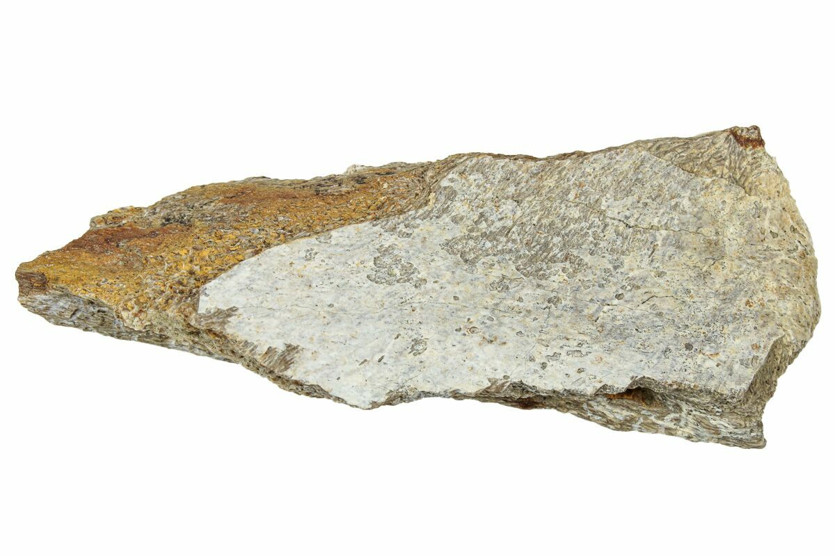 2.95" Dinosaur (Triceratops) Frill Shield Section - Montana (#330189 ...