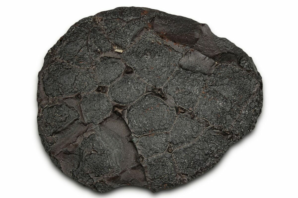 2.2" Dragon Scale Stone (Iron, Manganese, Siderite Nodule) (#330286 ...