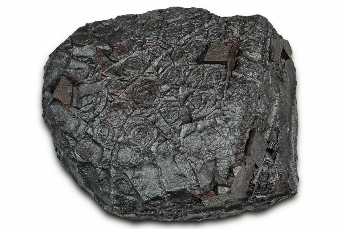 3.2" Dragon Scale Stone (Iron, Manganese, Siderite Nodule) (#330289 ...