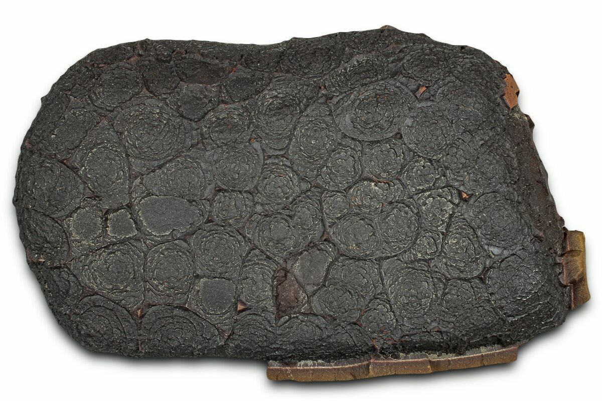 5.9" Dragon Scale Stone (Iron, Manganese, Siderite Nodule) (#330303 ...