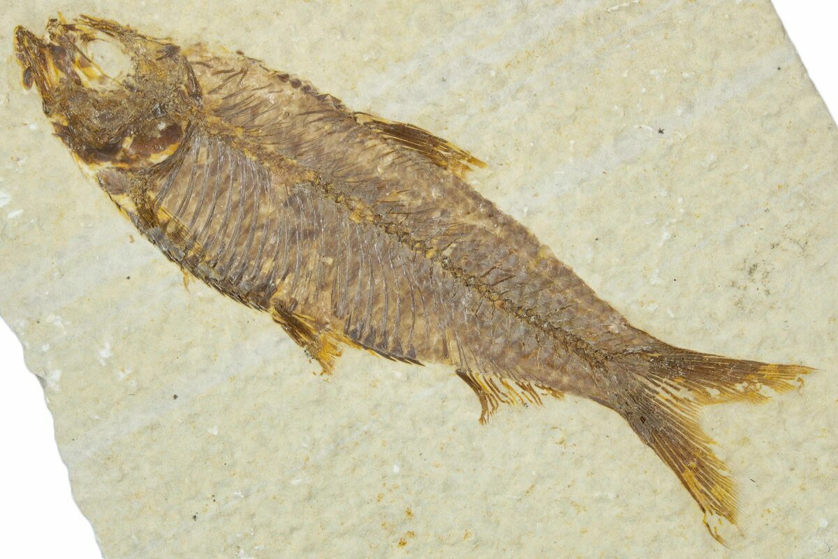 3.3" Detailed Fossil Fish (Knightia) - Wyoming (#330785) For Sale ...