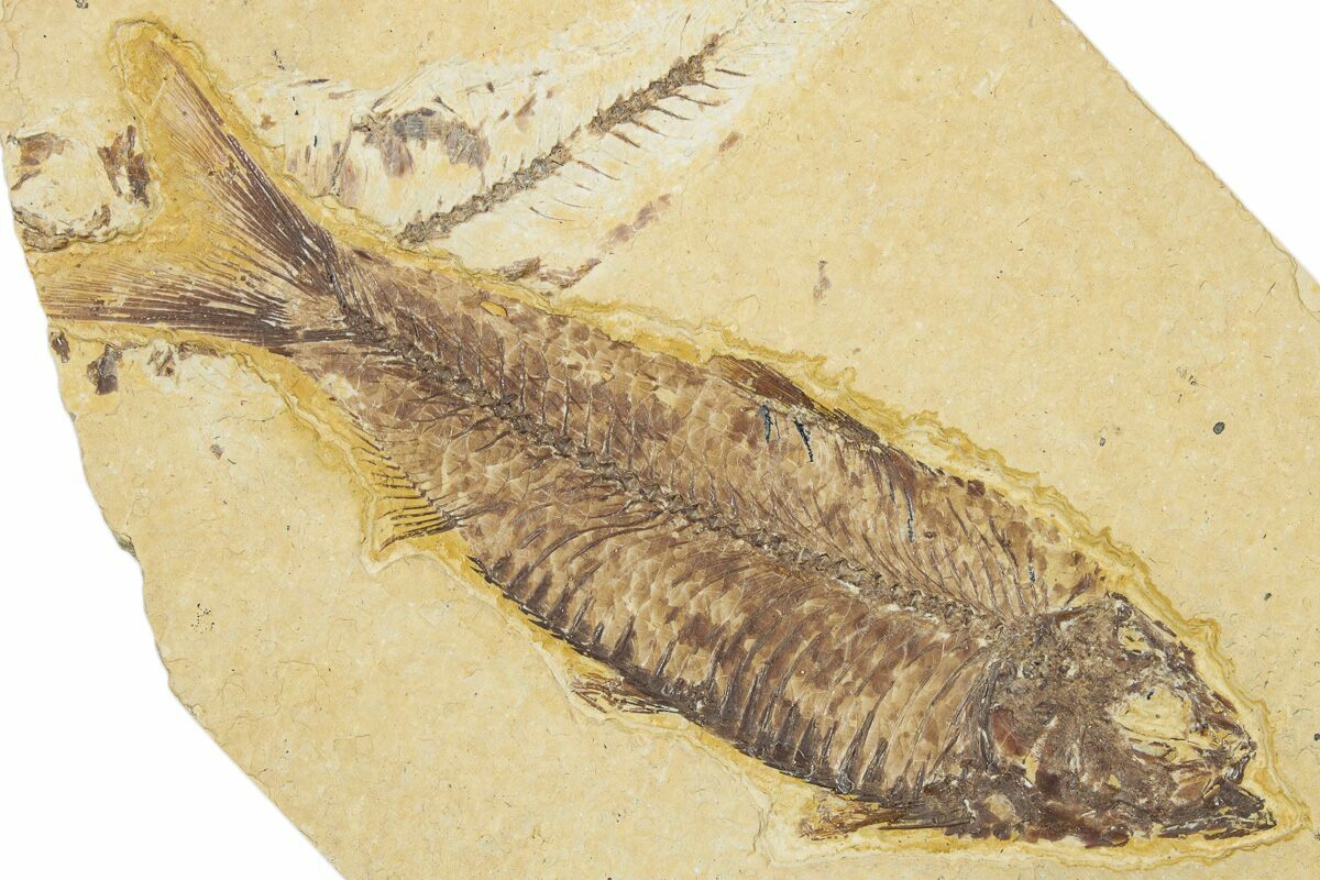 3.6" Detailed Fossil Fish (Knightia) - Wyoming (#330802) For Sale ...