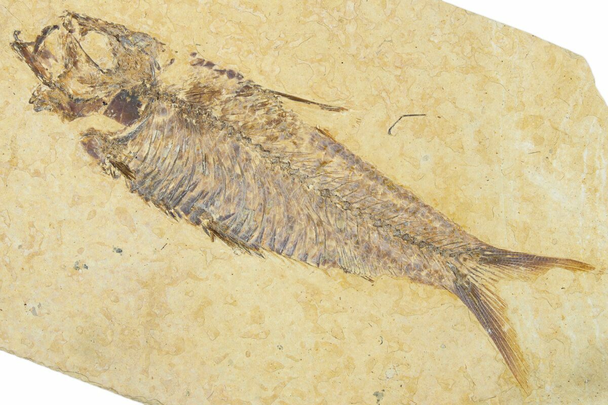 3.9" Detailed Fossil Fish (Knightia) - Wyoming (#330804) For Sale ...