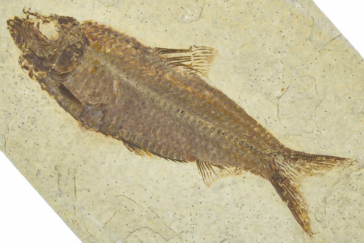 3.85" Detailed Fossil Fish (Knightia) - Wyoming (#330829) For Sale ...