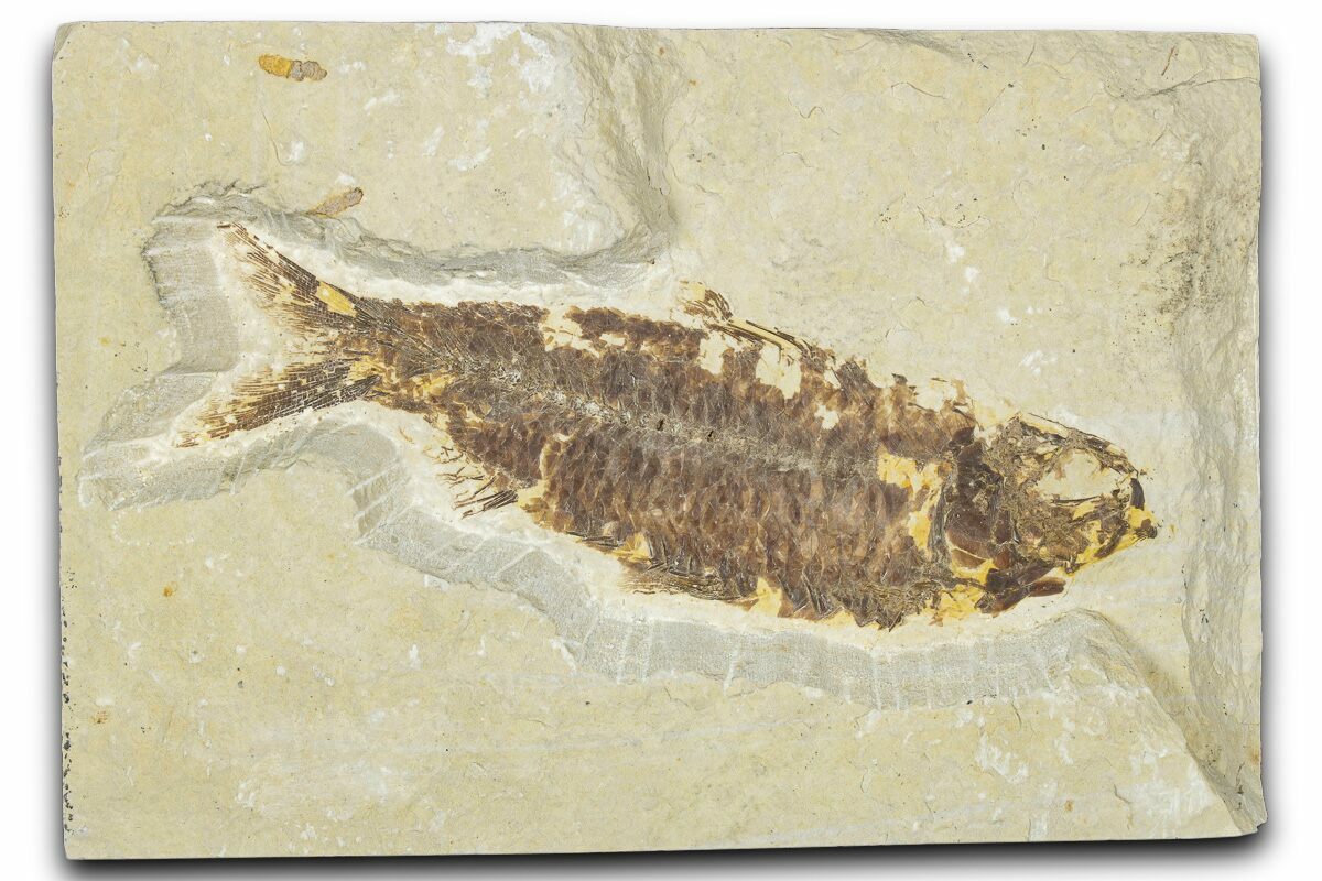 4.1" Detailed Fossil Fish (Knightia) - Wyoming (#330834) For Sale ...