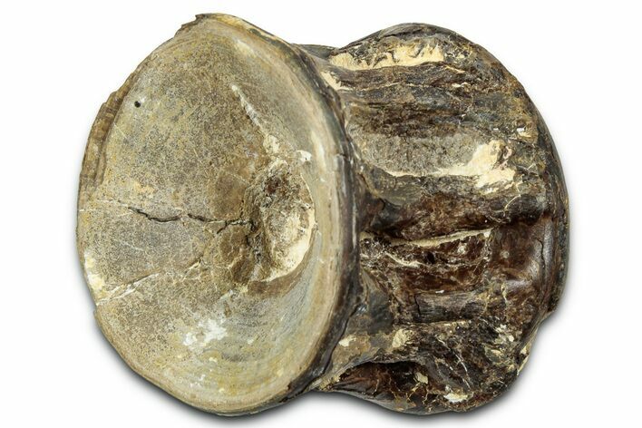 1.2" Fossil Ray-Finned Fish (Ichthyodectes) Vertebra - Kansas (#331027 ...