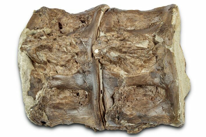 3" Pair of Fossil Ray-Finned Fish (Xiphactinus) Vertebrae - Kansas ...