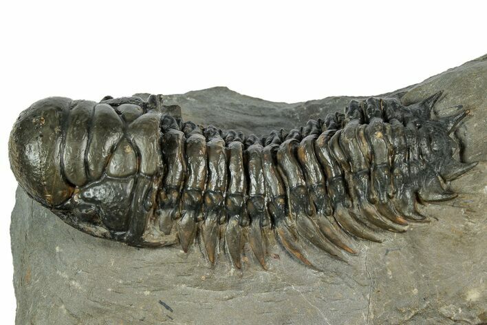 3" Detailed Crotalocephalina Trilobite - Exposed Hypostome (#331014 ...