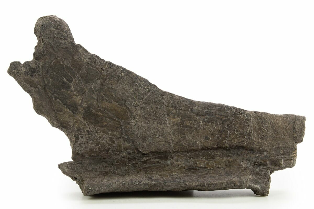 10" Fossil Sauropod Rib Section with Metal Stand - Colorado (#331109 ...