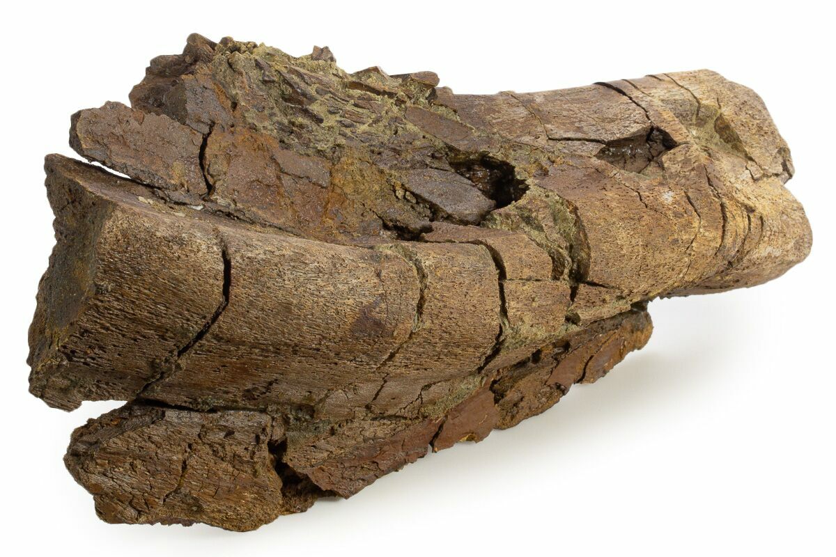 12.2" Fossil Dinosaur Bone Section - Wyoming (#331007) For Sale ...