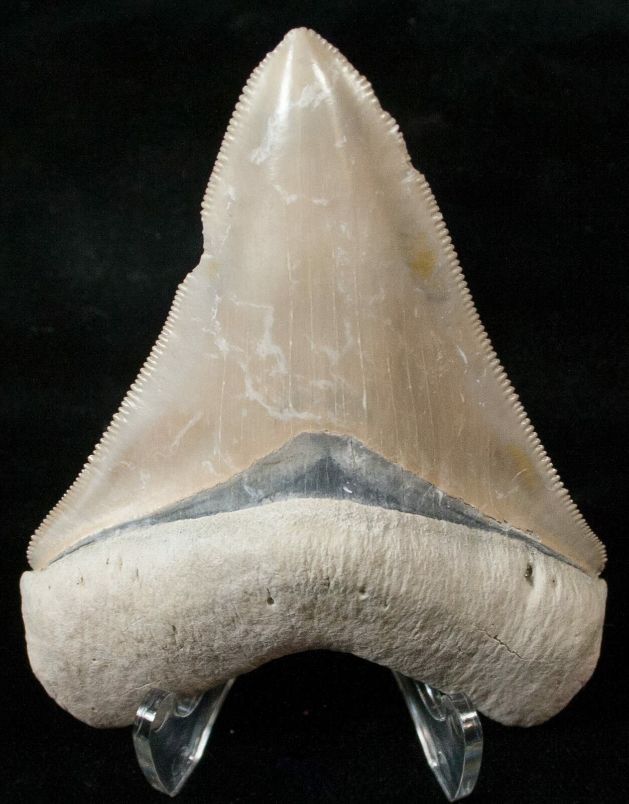 3.15" Serrated Bone Valley Megalodon Tooth (#17988) For Sale ...