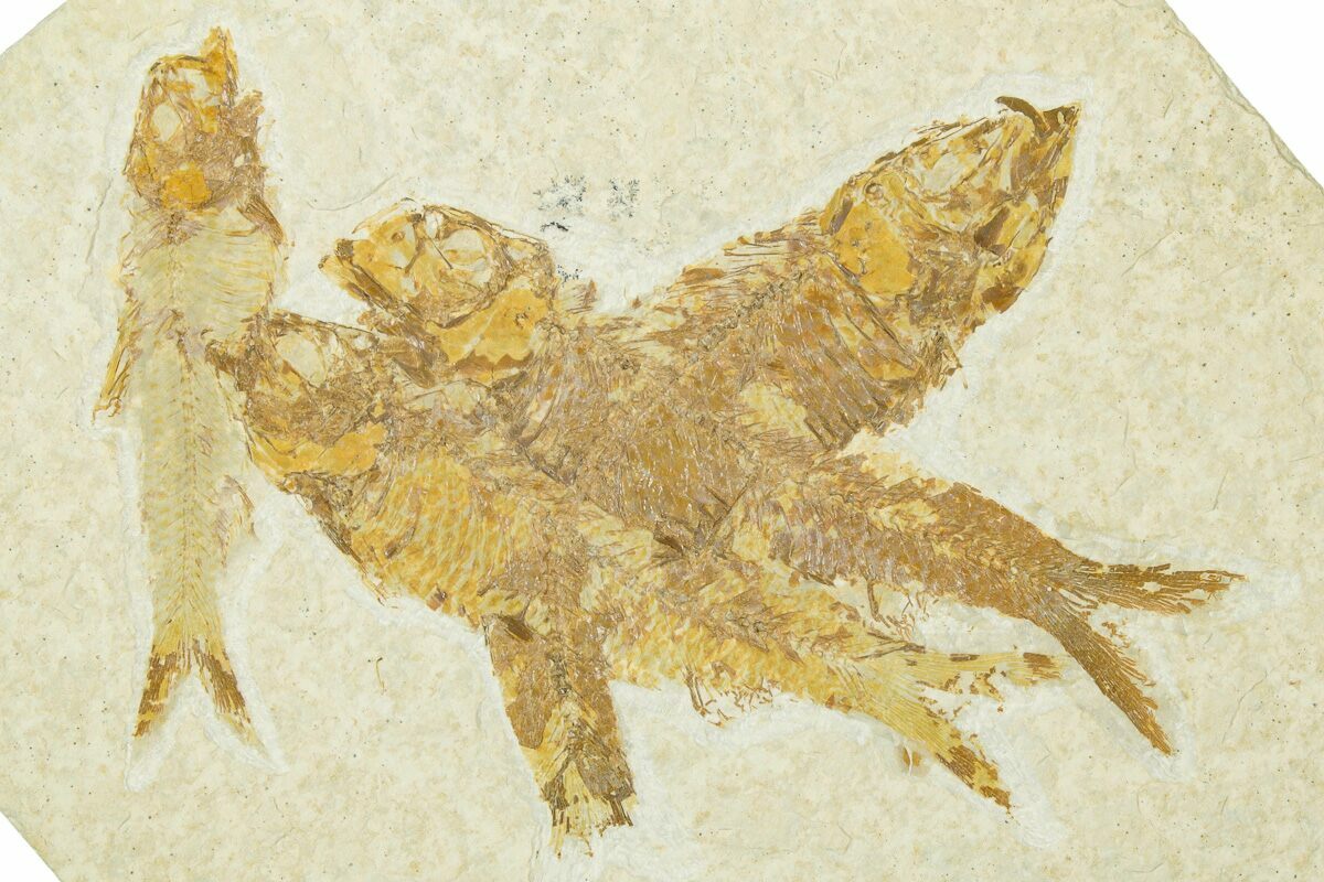 7" Shale With Four Fossil Fish (Knightia) - Wyoming (#331079) For Sale ...