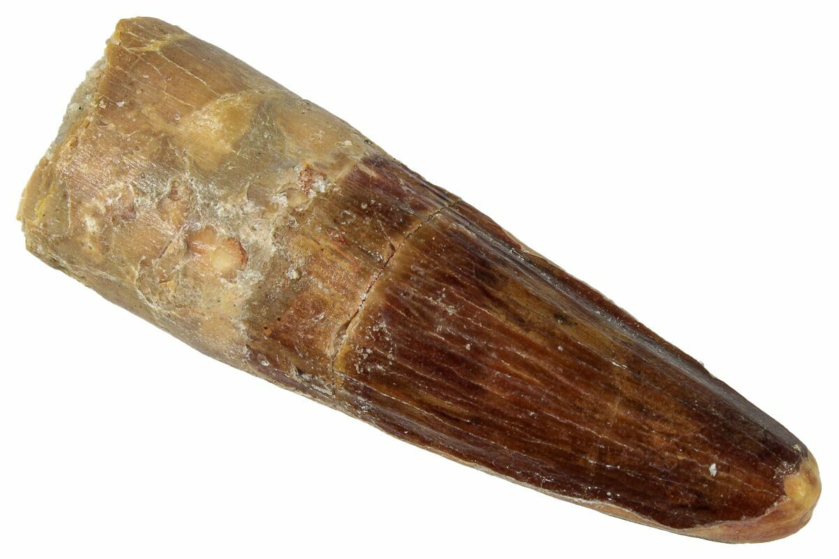 2.17" Fossil Spinosaurus Tooth - Real Dinosaur Tooth (#331305) For Sale ...