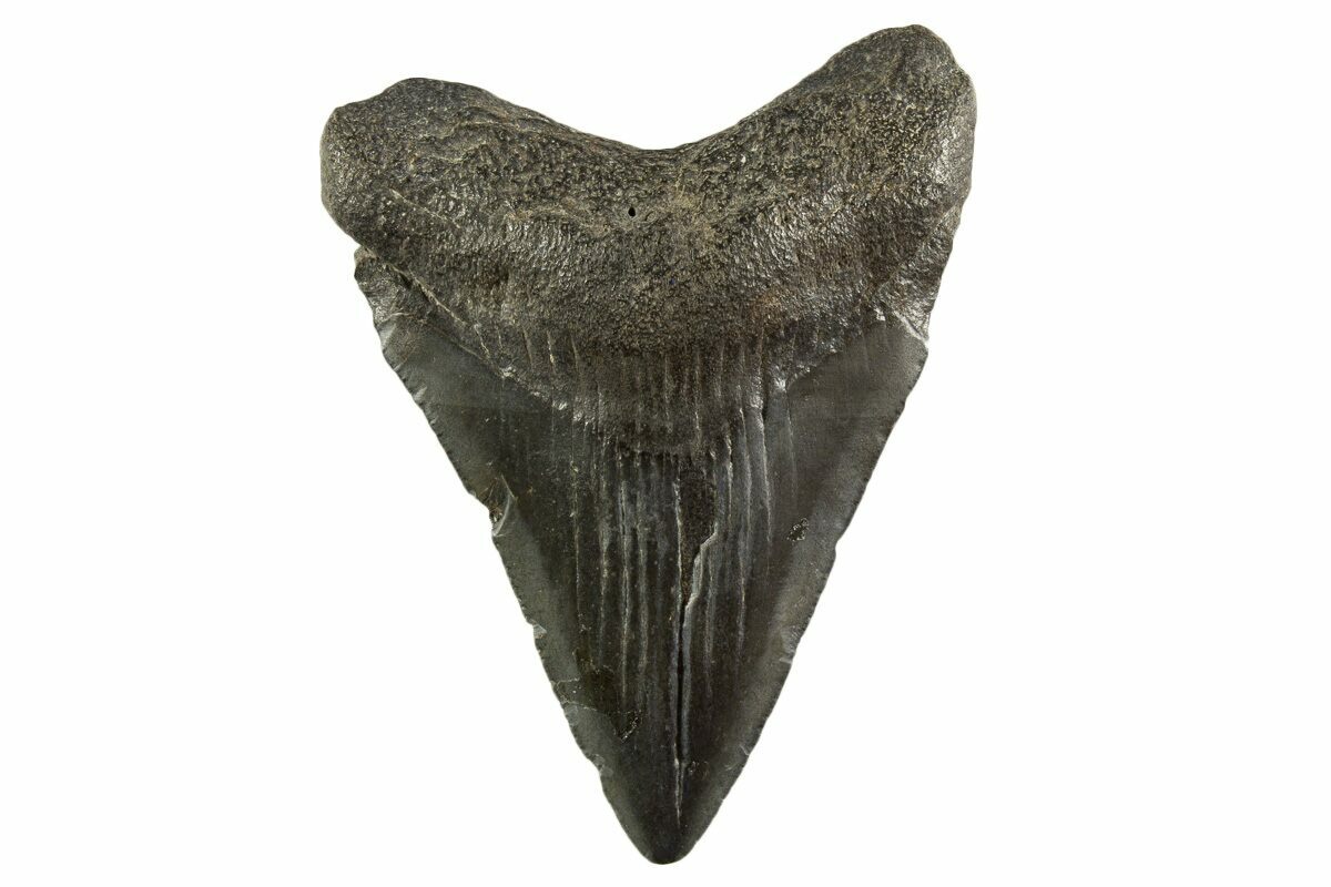 2.50" Juvenile Megalodon Tooth - South Carolina (#331457) For Sale ...