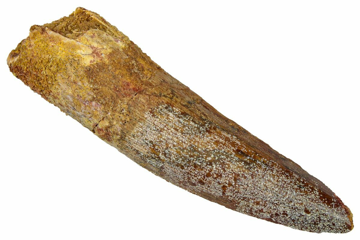 2.09" Fossil Spinosaurus Tooth - Real Dinosaur Tooth (#331502) For Sale ...