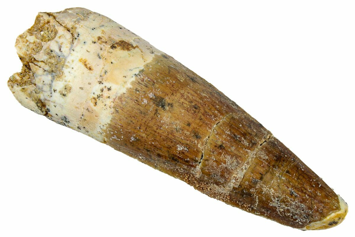 1.93" Fossil Spinosaurus Tooth - Real Dinosaur Tooth (#331505) For Sale ...