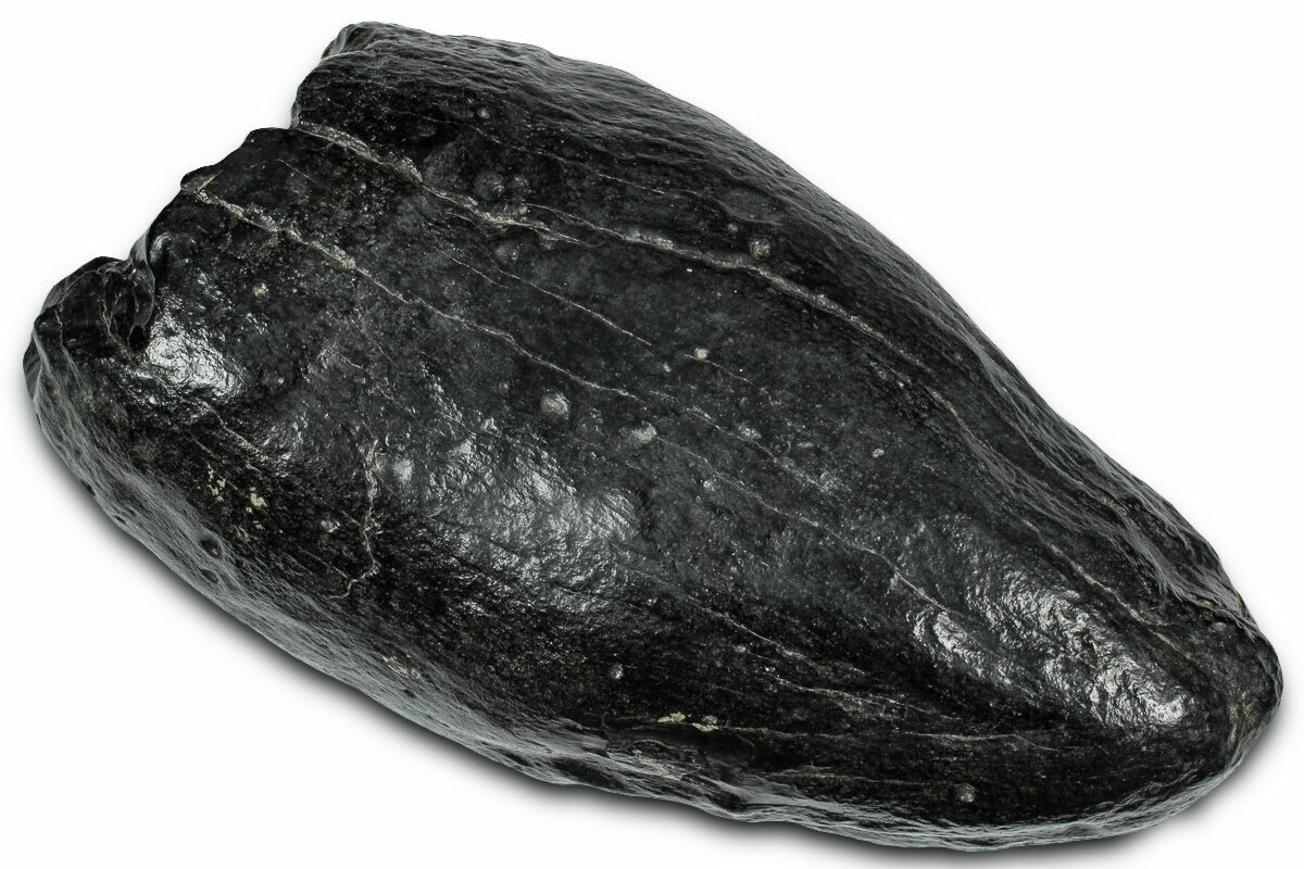 4.5" Fossil Sperm Whale (Scaldicetus) Tooth - South Carolina (#332057 ...