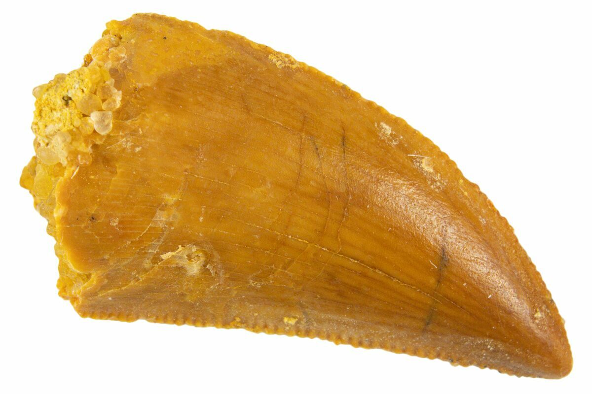 Serrated .72" Raptor Tooth - Real Dinosaur Tooth (#332128) For Sale ...