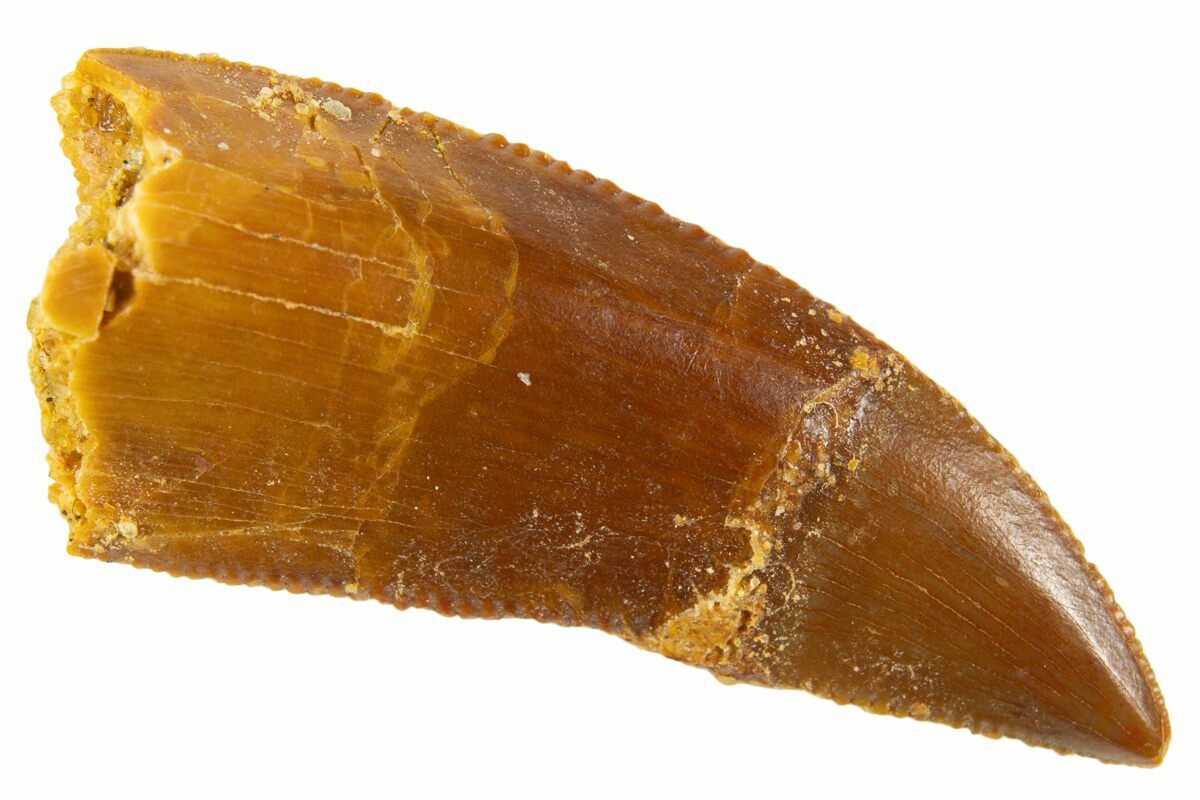 Serrated .96" Raptor Tooth - Real Dinosaur Tooth (#332138) For Sale ...