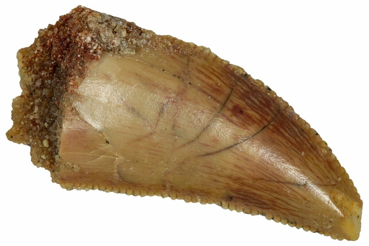 Serrated .91" Raptor Tooth - Real Dinosaur Tooth (#332178) For Sale ...