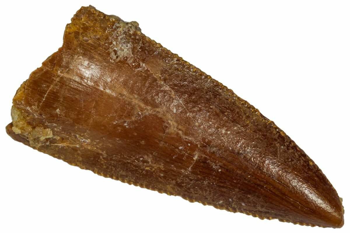 Serrated .87" Raptor Tooth - Real Dinosaur Tooth (#332182) For Sale ...