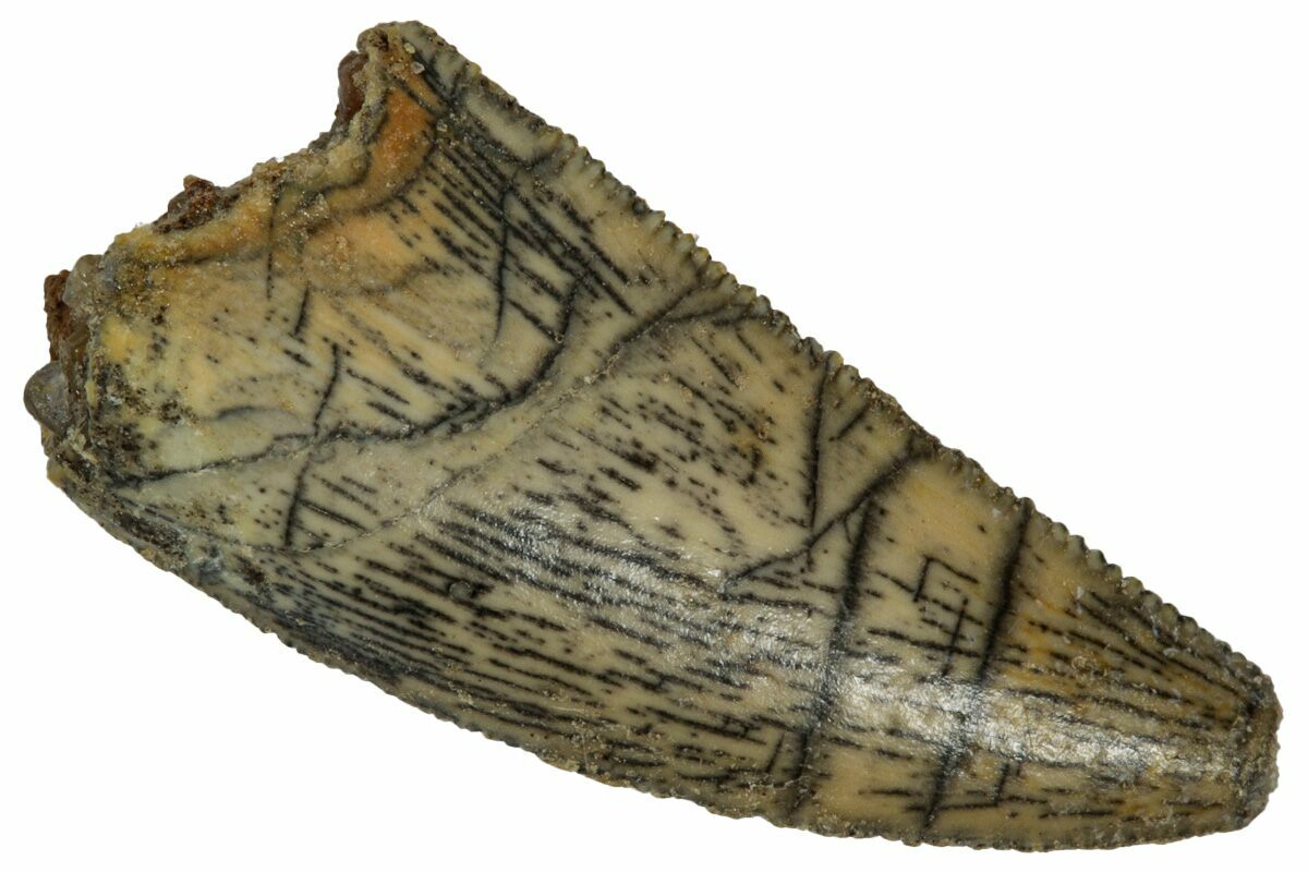 Serrated .82" Raptor Tooth - Real Dinosaur Tooth (#332193) For Sale ...