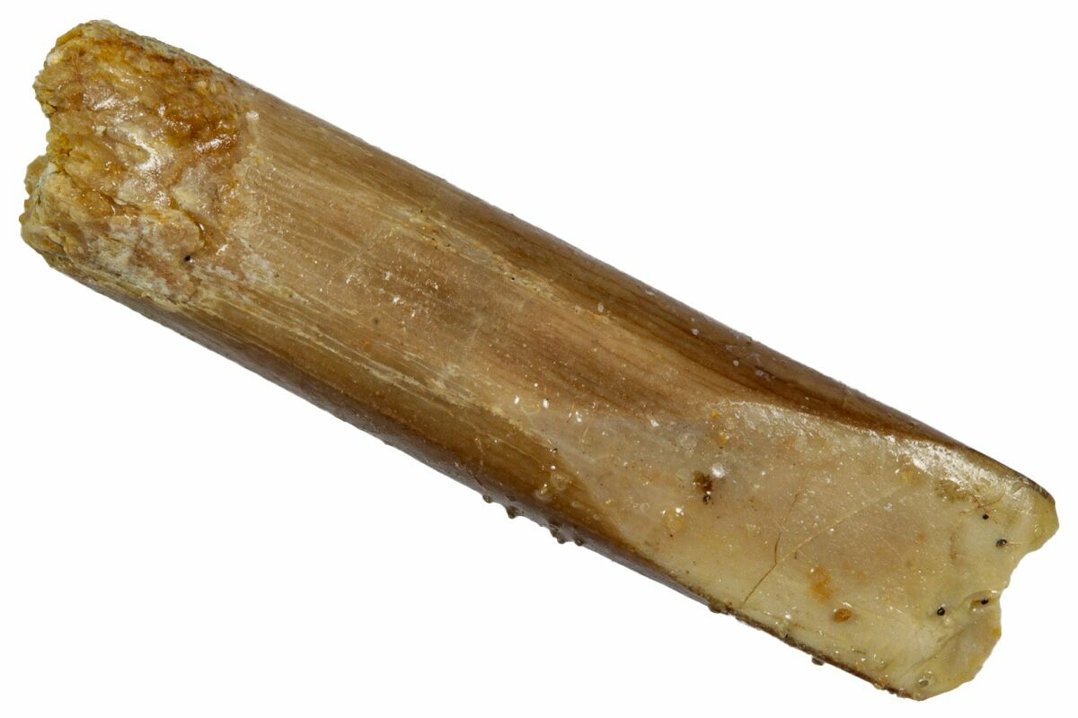 1.01" Unusual Sauropod Dinosaur (Nigersaurus?) Tooth - Morocco (#332460 ...