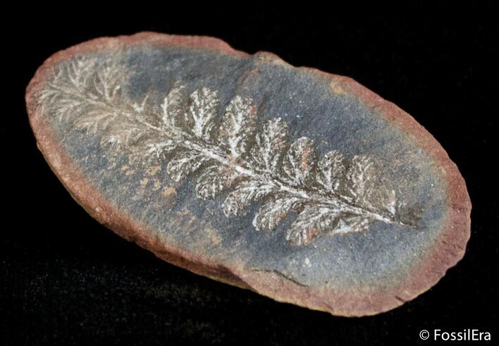 Fern Fossil From Mazon Creek - 300 Million Years Old (#2886) For Sale ...