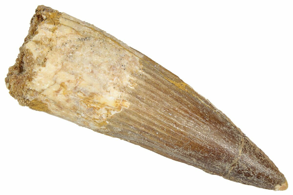 2.37" Fossil Spinosaurus Tooth - Real Dinosaur Tooth (#331317) For Sale ...