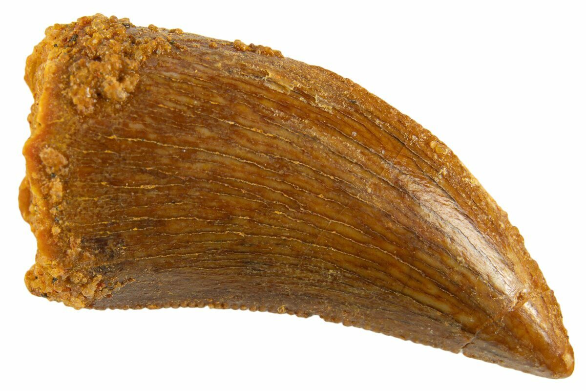 Serrated .85" Raptor Tooth - Real Dinosaur Tooth (#332501) For Sale ...