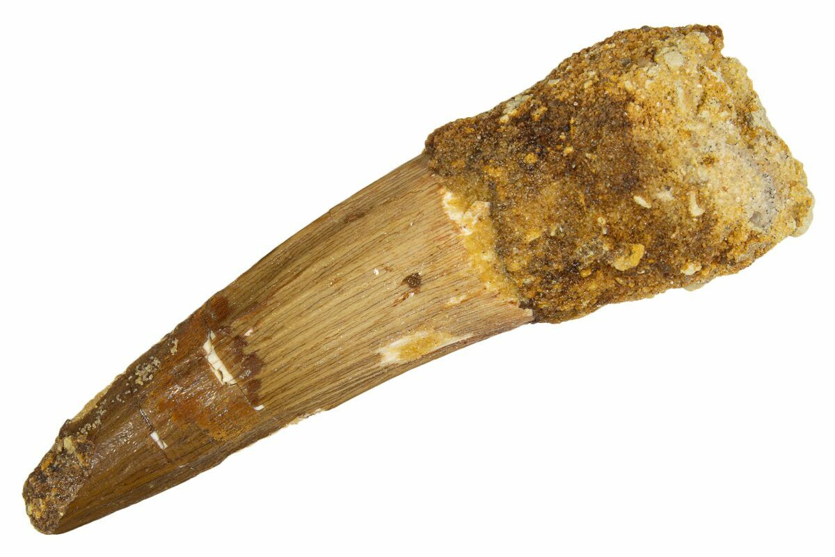 3.20" Fossil Spinosaurus Tooth - Real Dinosaur Tooth (#332735) For Sale ...