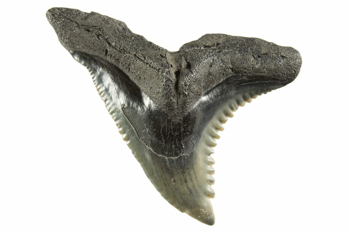 1.40" Snaggletooth Shark (Hemipristis) Tooth - South Carolina (#332377 ...